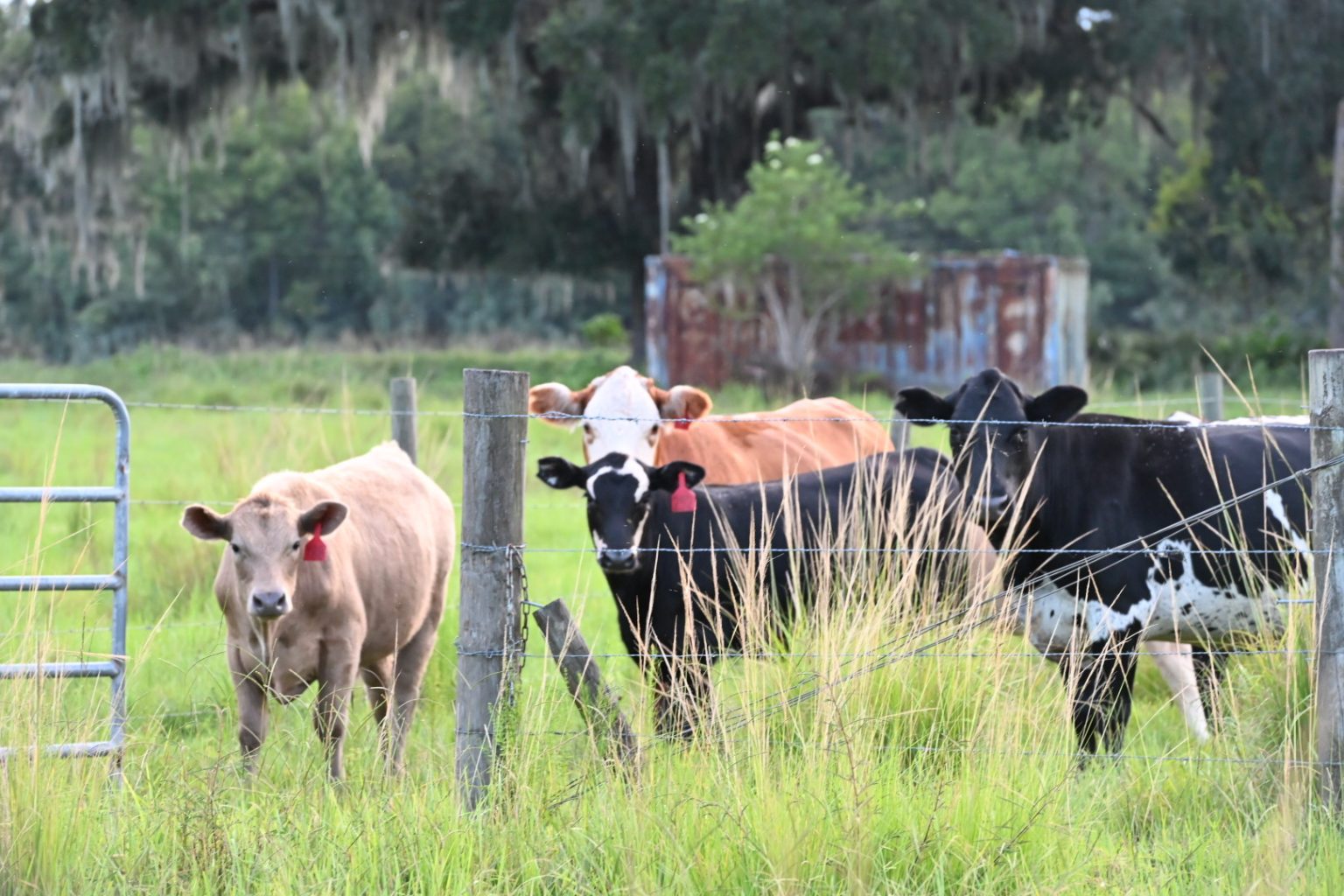 Home - HM Cattle Company